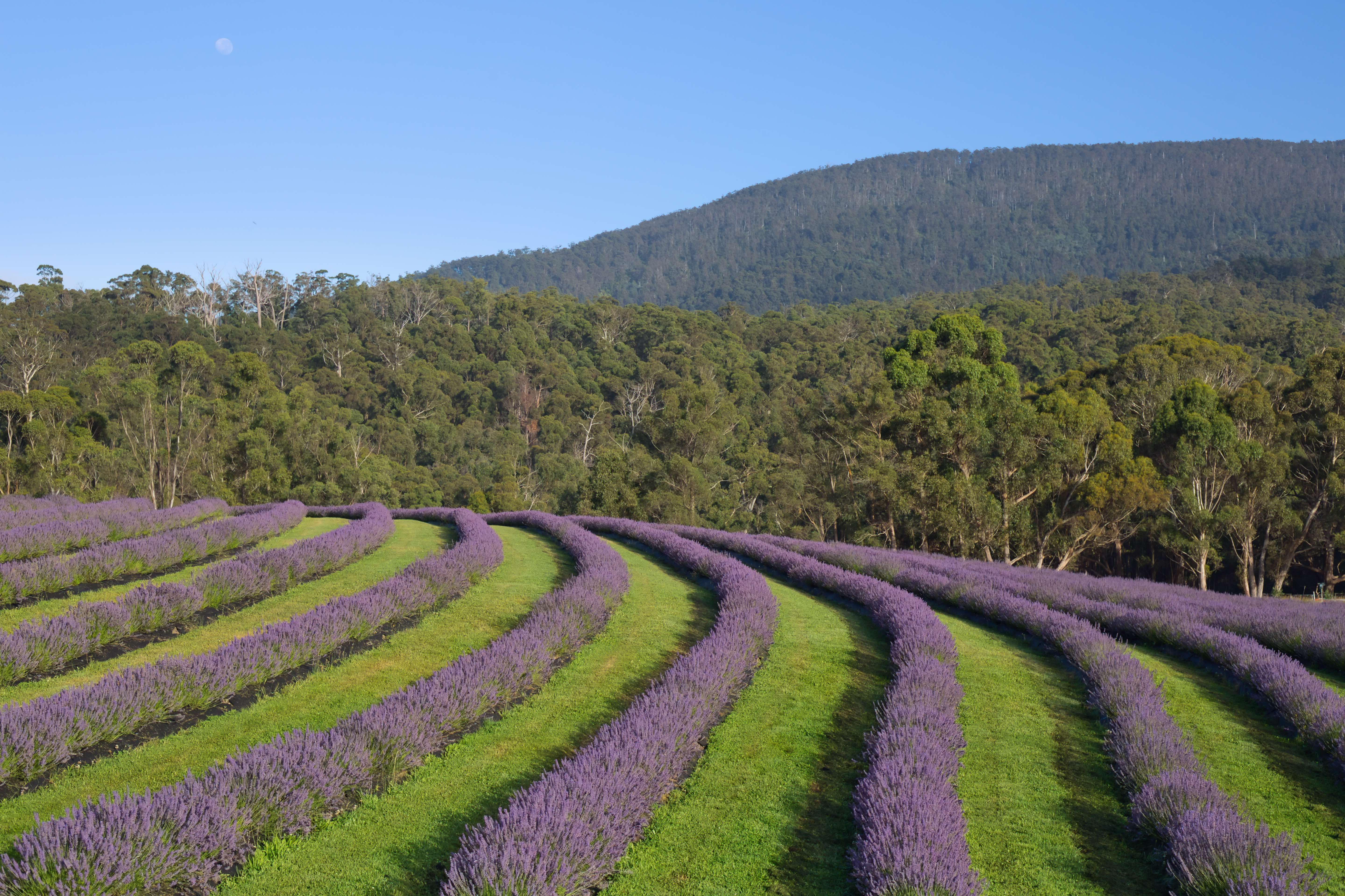 Our Lavender Story on ABC Tasmanian Country Hour – Huon Valley Lavender ...